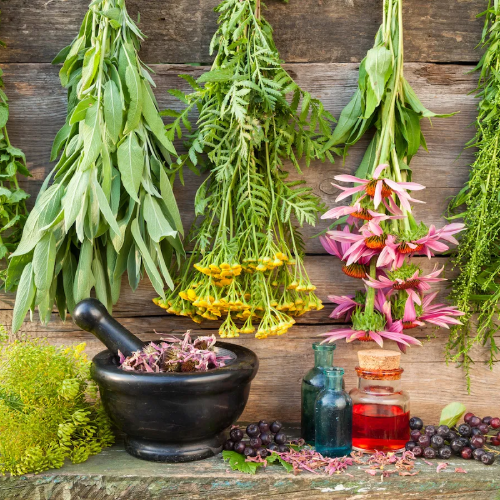 Indian Herbs Store Wholesale and Trader in Shahdara, Delhi